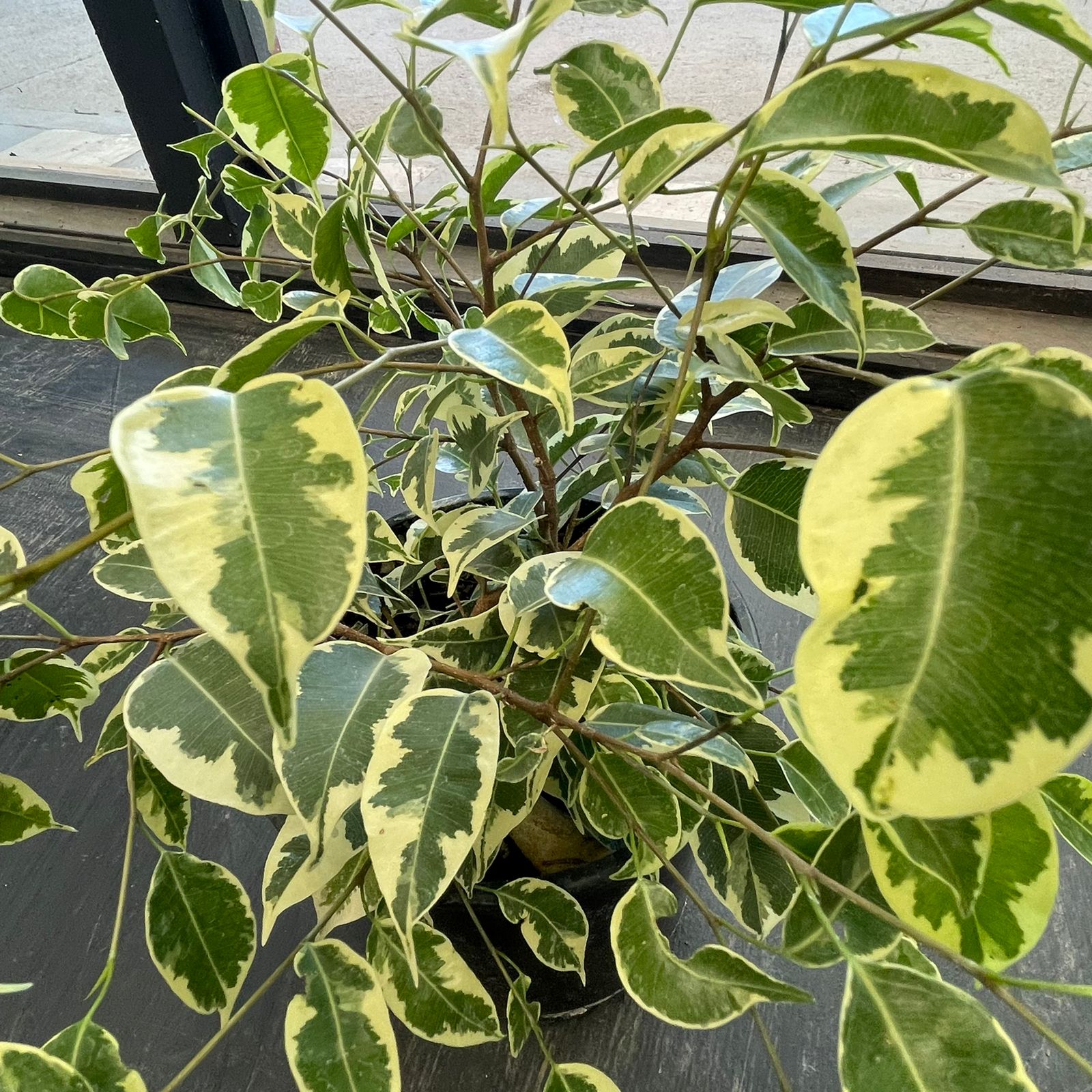 Ficus Benjamina variegado