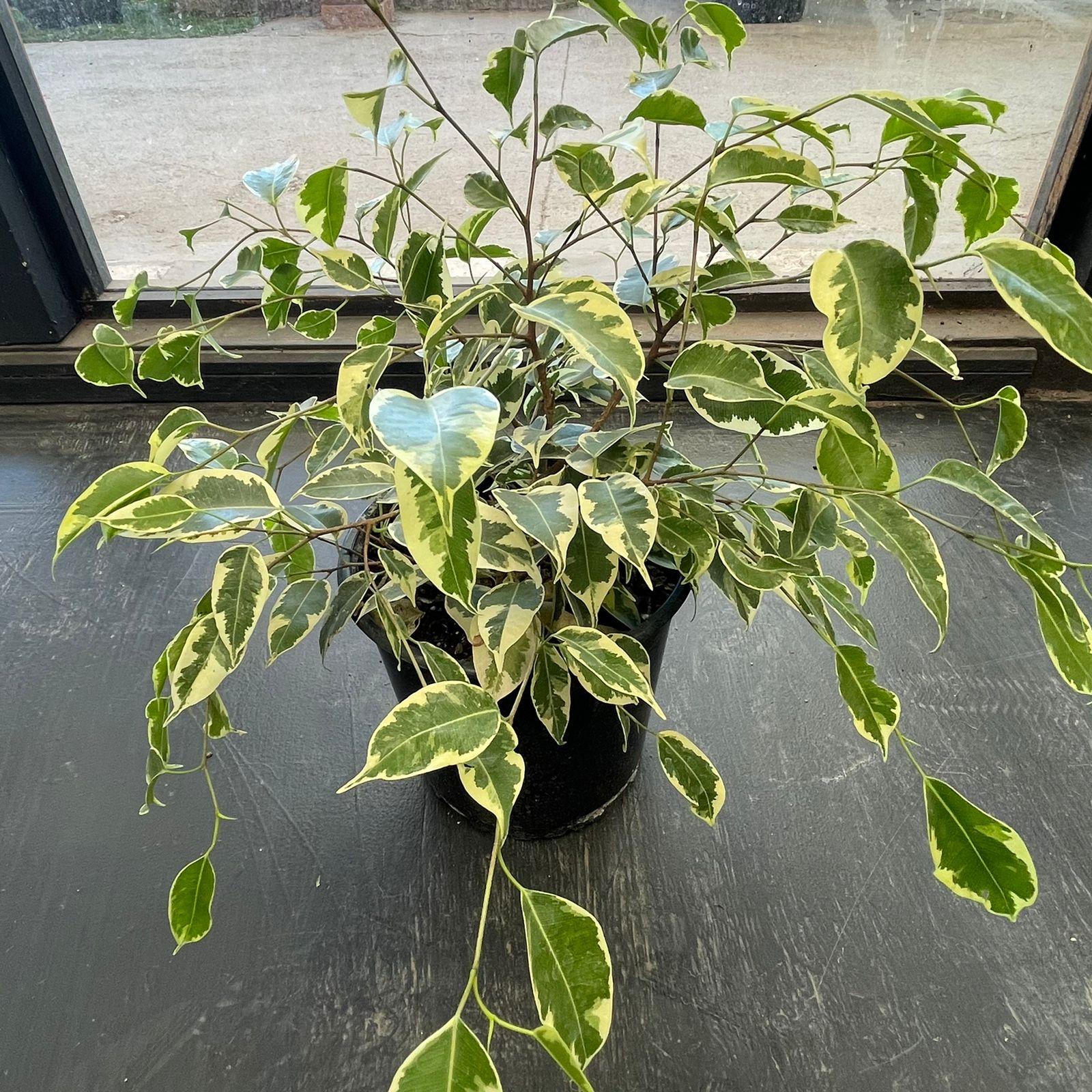 Ficus Benjamina variegado