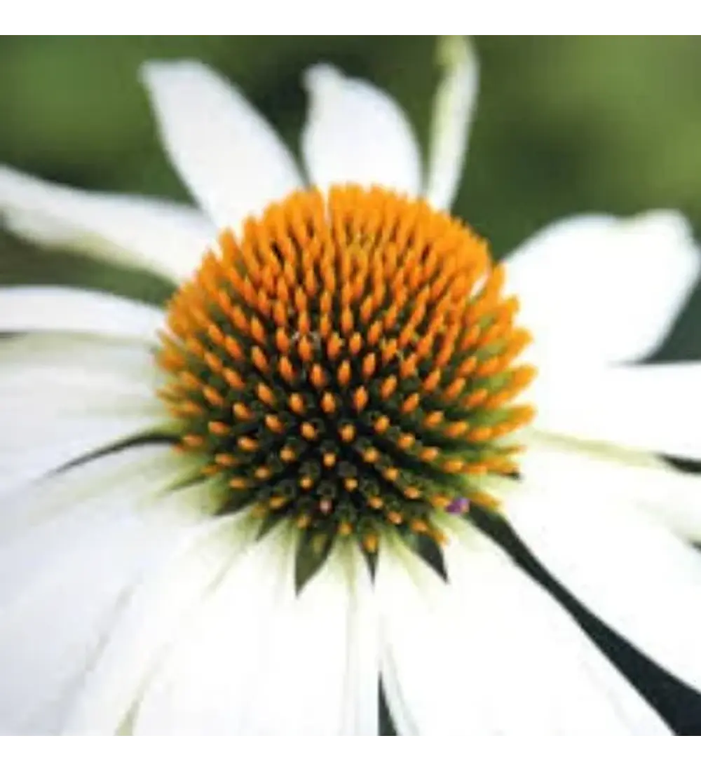 Echinaceas