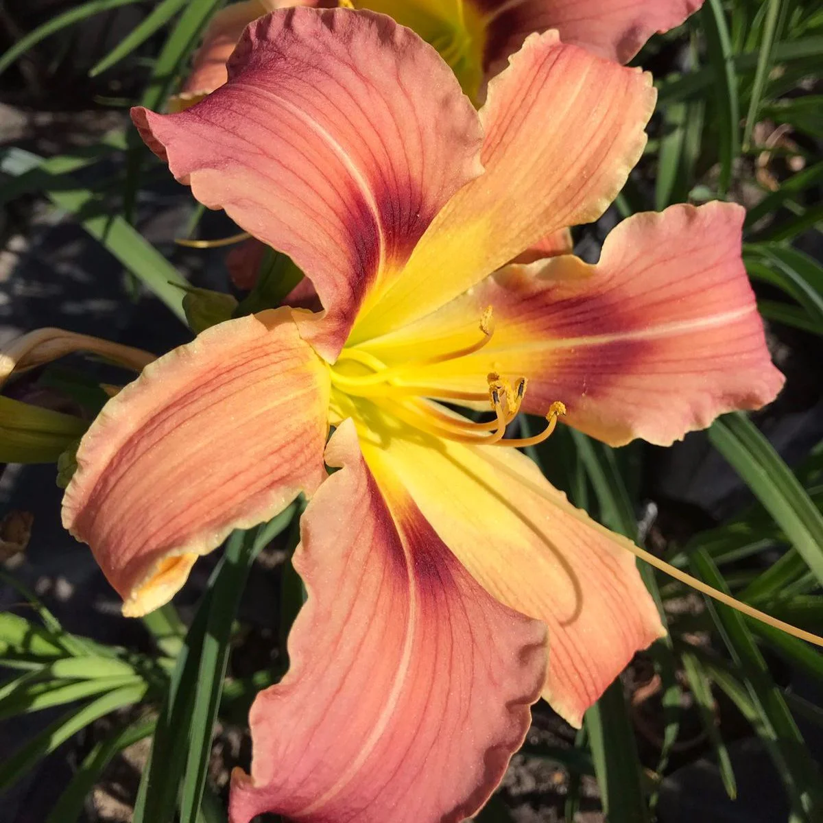 Hemerocallis Spoons for Escargots