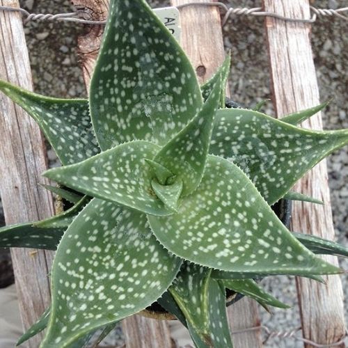 Aloe Deltoideodonta