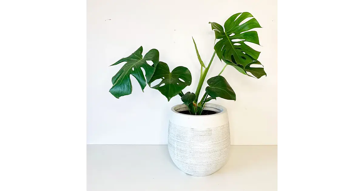 Monstera