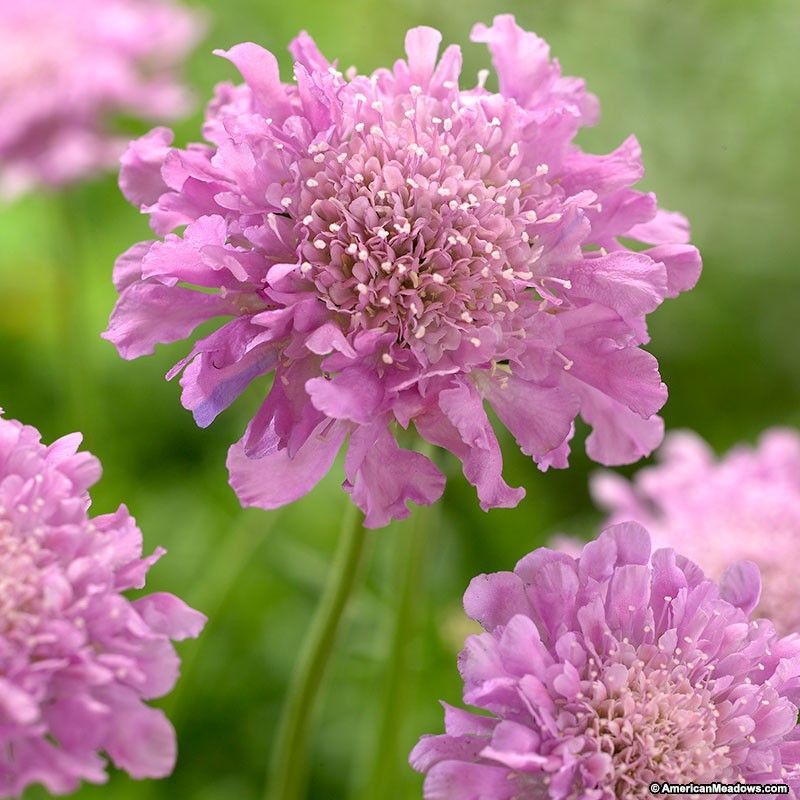 Scabiosa japónica Ritz