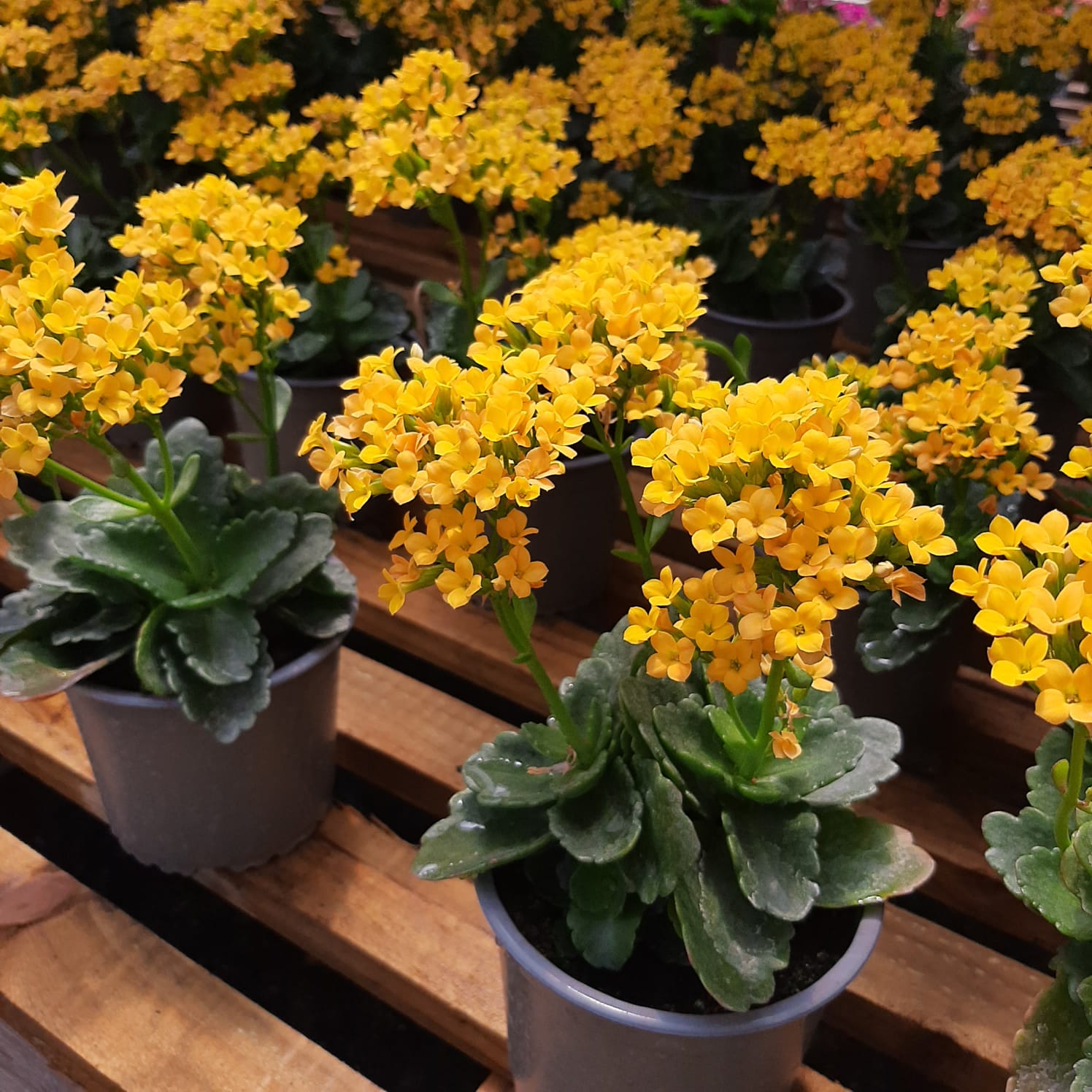Planta Con Flores Kalanchoe Cuidados Del Kalanchoe: Descubre Como