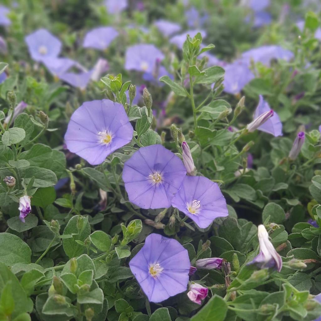 Convolvulus Sabiatus (5 unidades)