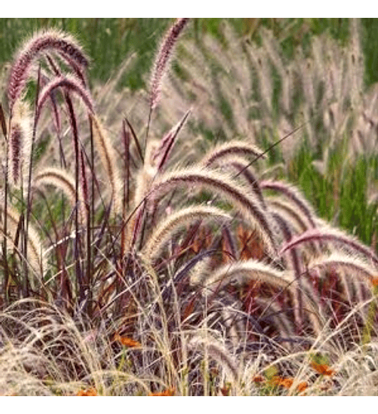 Pennisetum ruppelianum