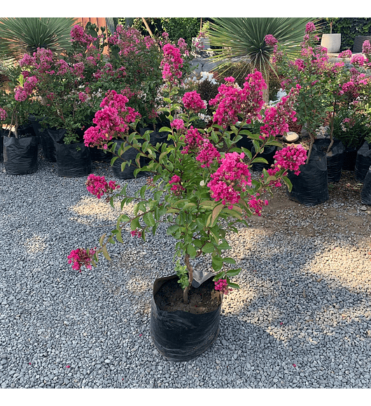 Árboles ornamentales