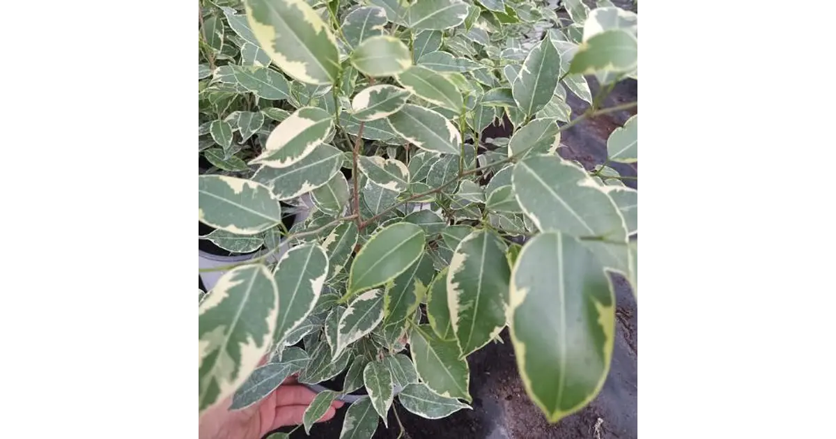 Ficus Golden King