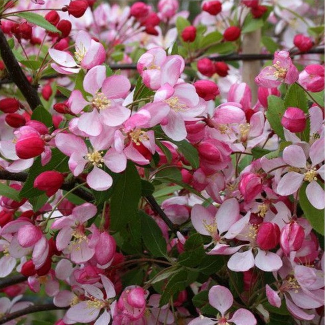 Manzano en flor