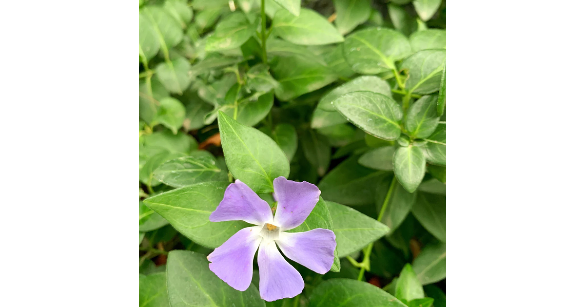 Vinca mayor