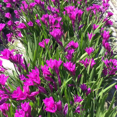 Babiana Stricta