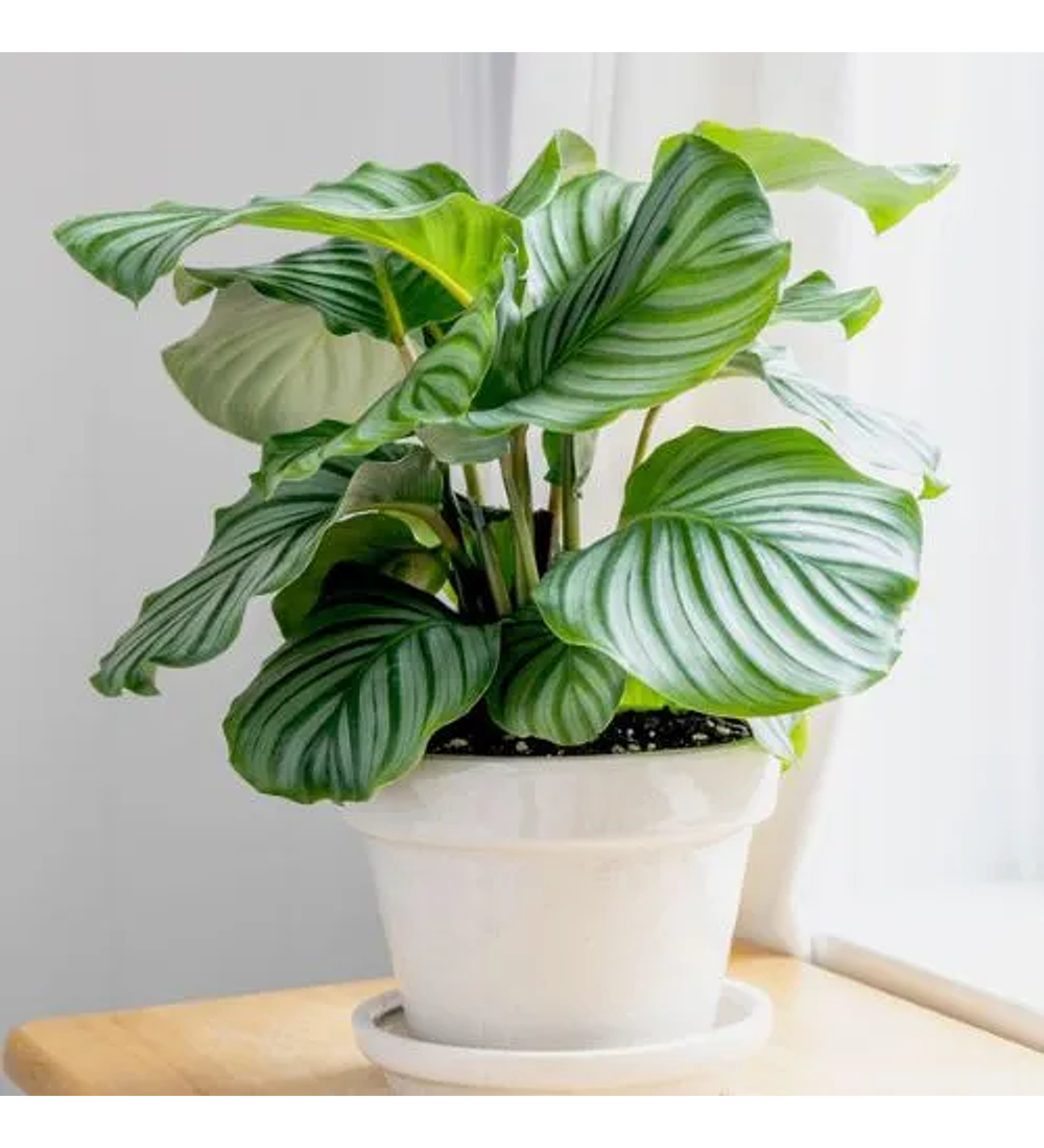 Calathea Orbifolia