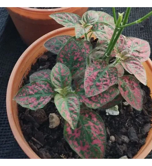 Plantas