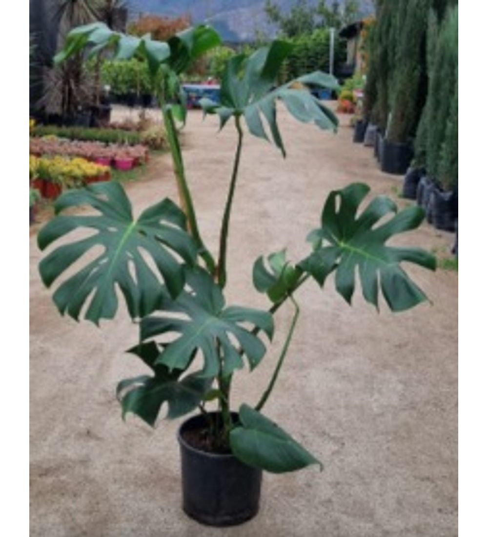 Monstera