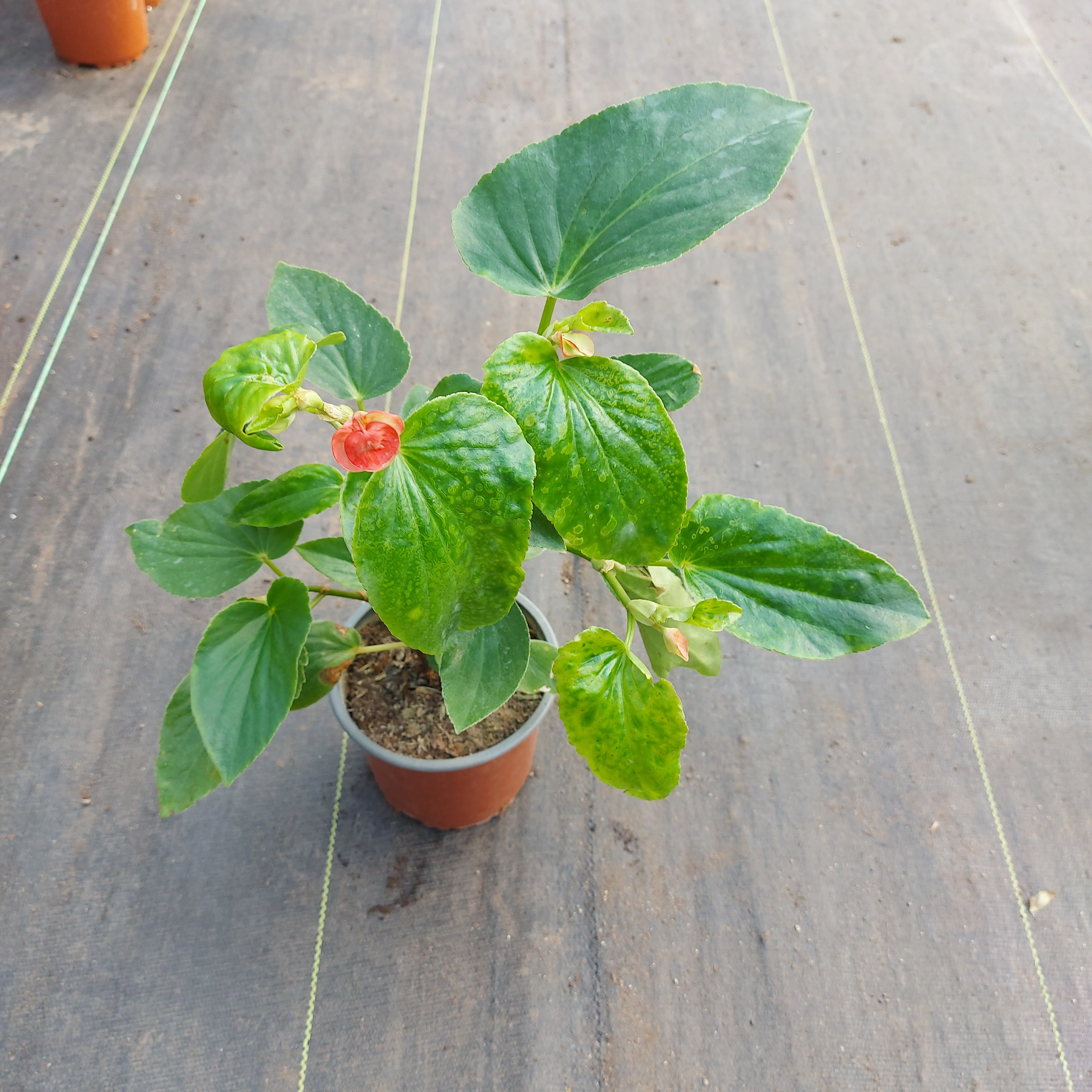 Begonia Corazón de María