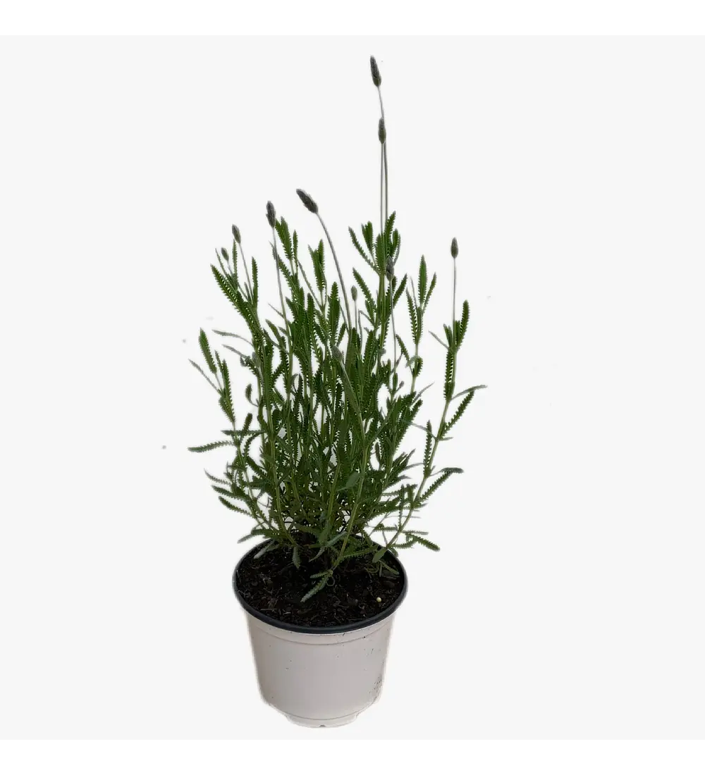 Planta De Lavanda Francesa Lavanda Francesa ViveroAmanda