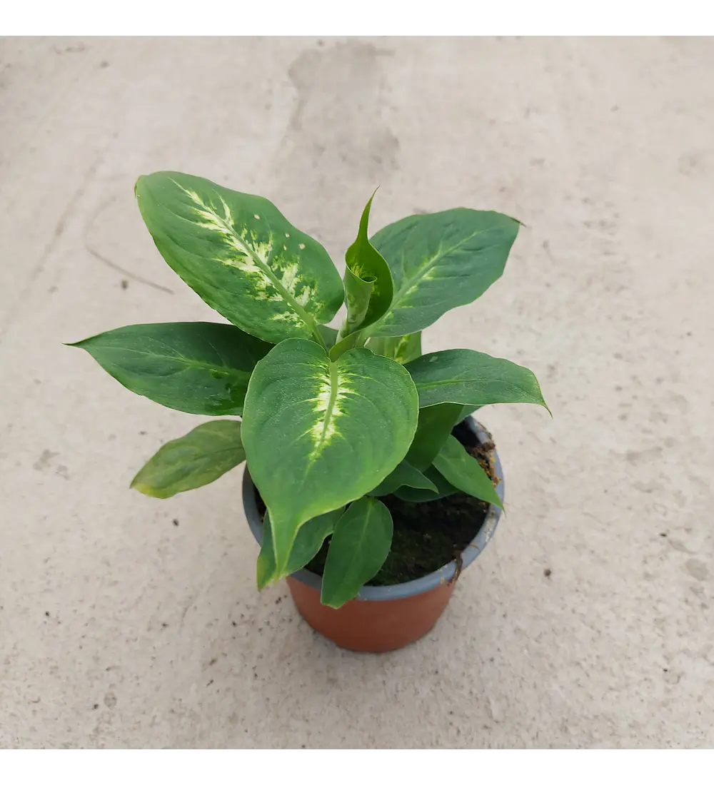 Dieffenbachia
