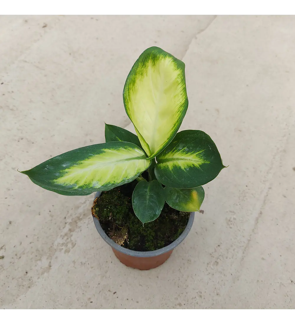 Dieffenbachia