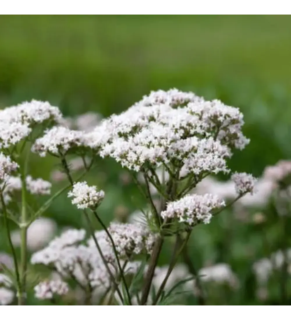 Valeriana
