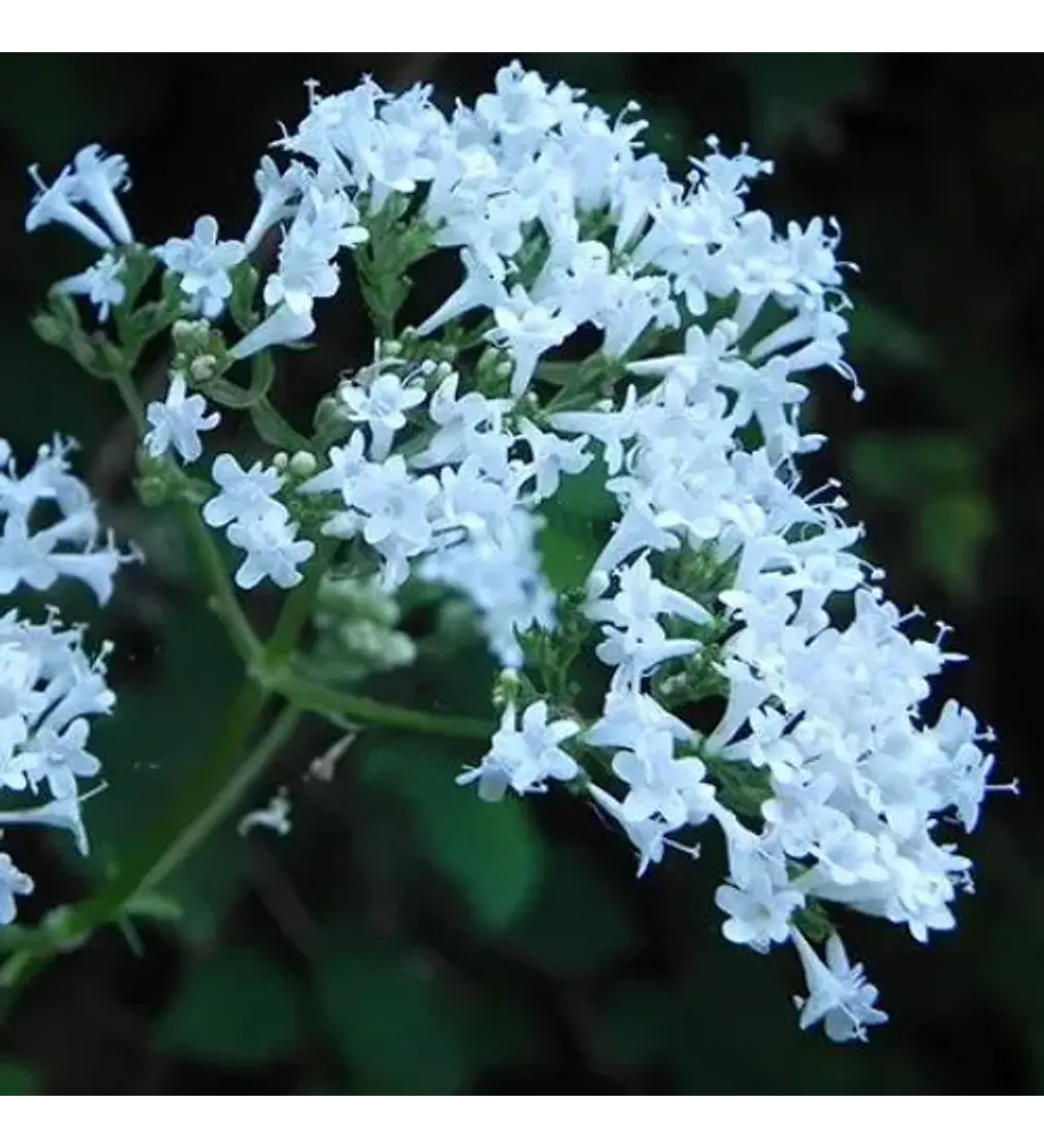 Valeriana