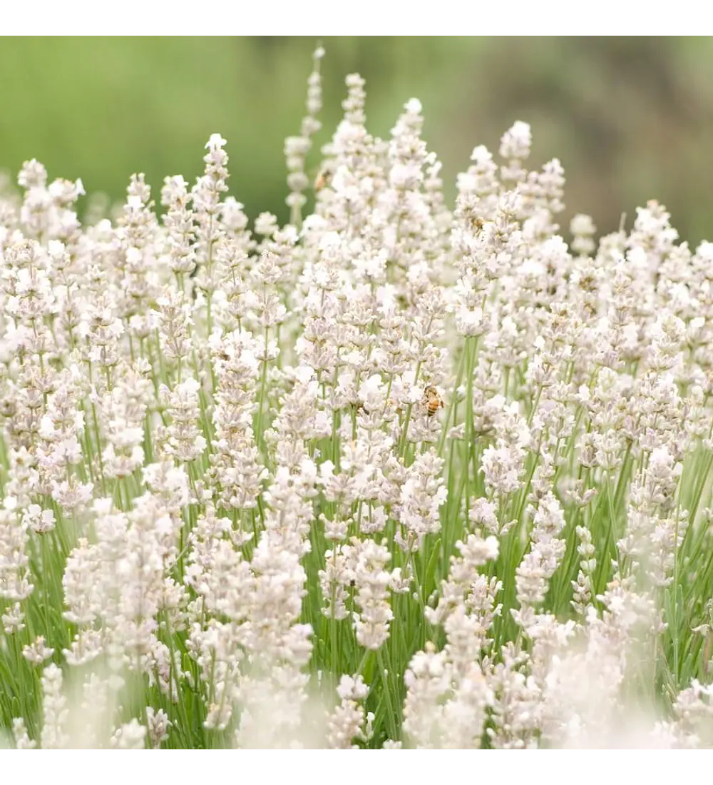 Lavanda inglesa blanca