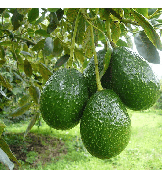 Palto negra de la cruz