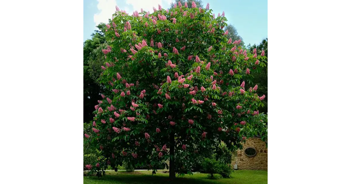 Castaño de la india rosado