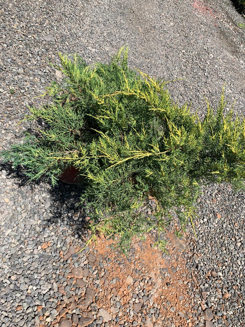 Junipero rastrero punta dorada