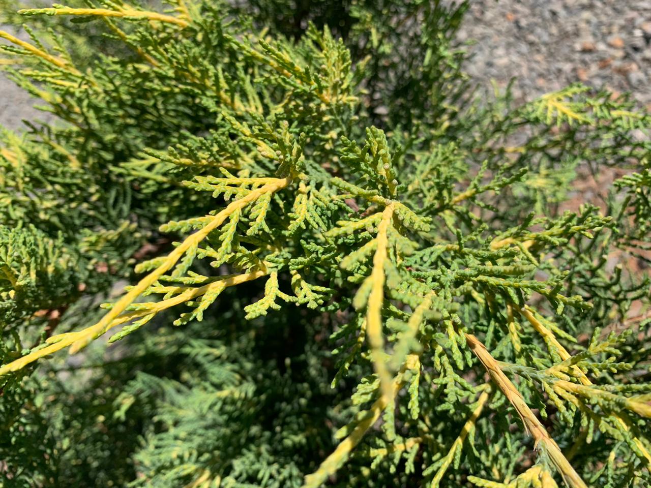 Junipero rastrero punta dorada