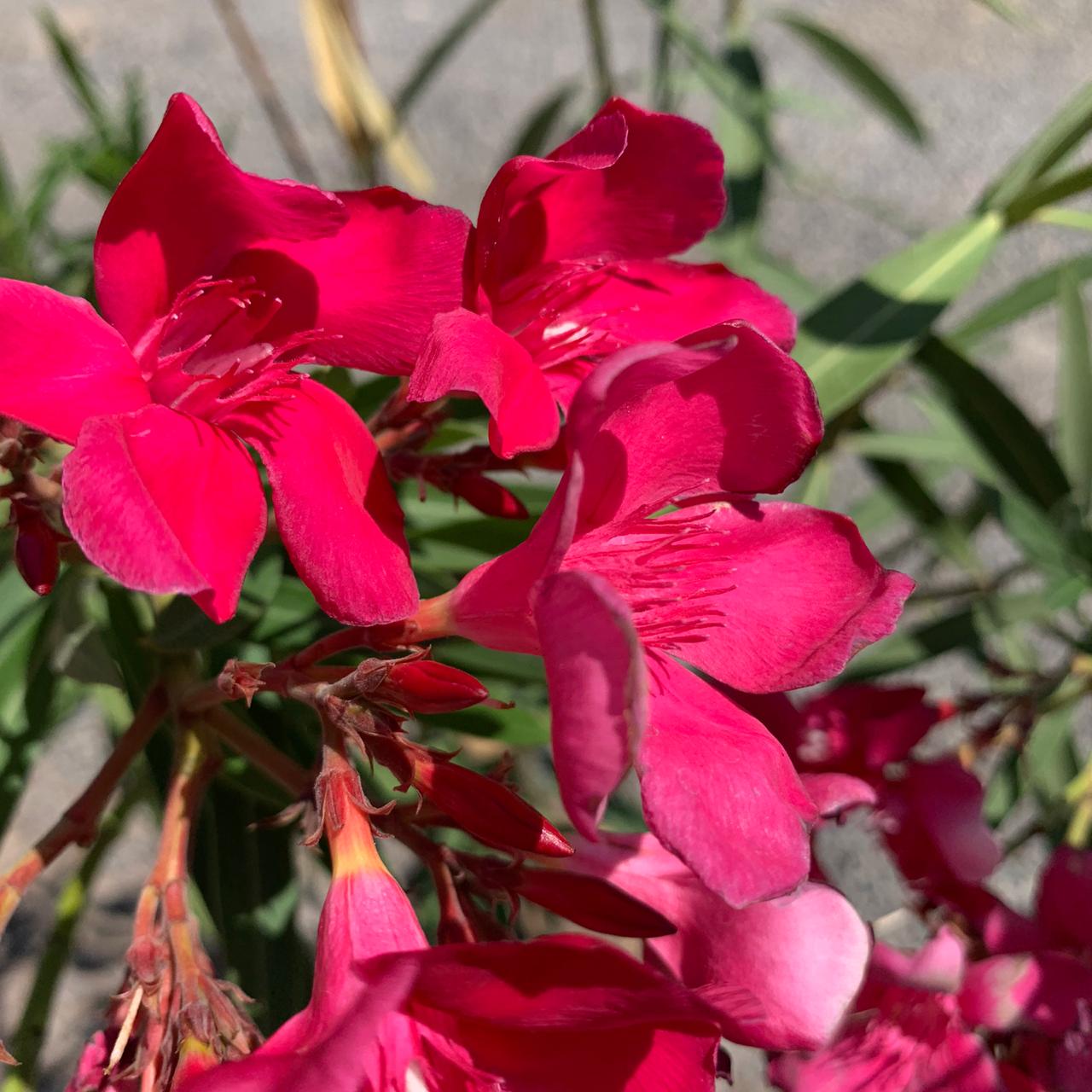 Laurel de flor rosado