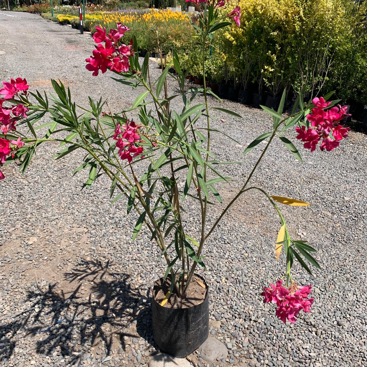 Laurel de flor rosado