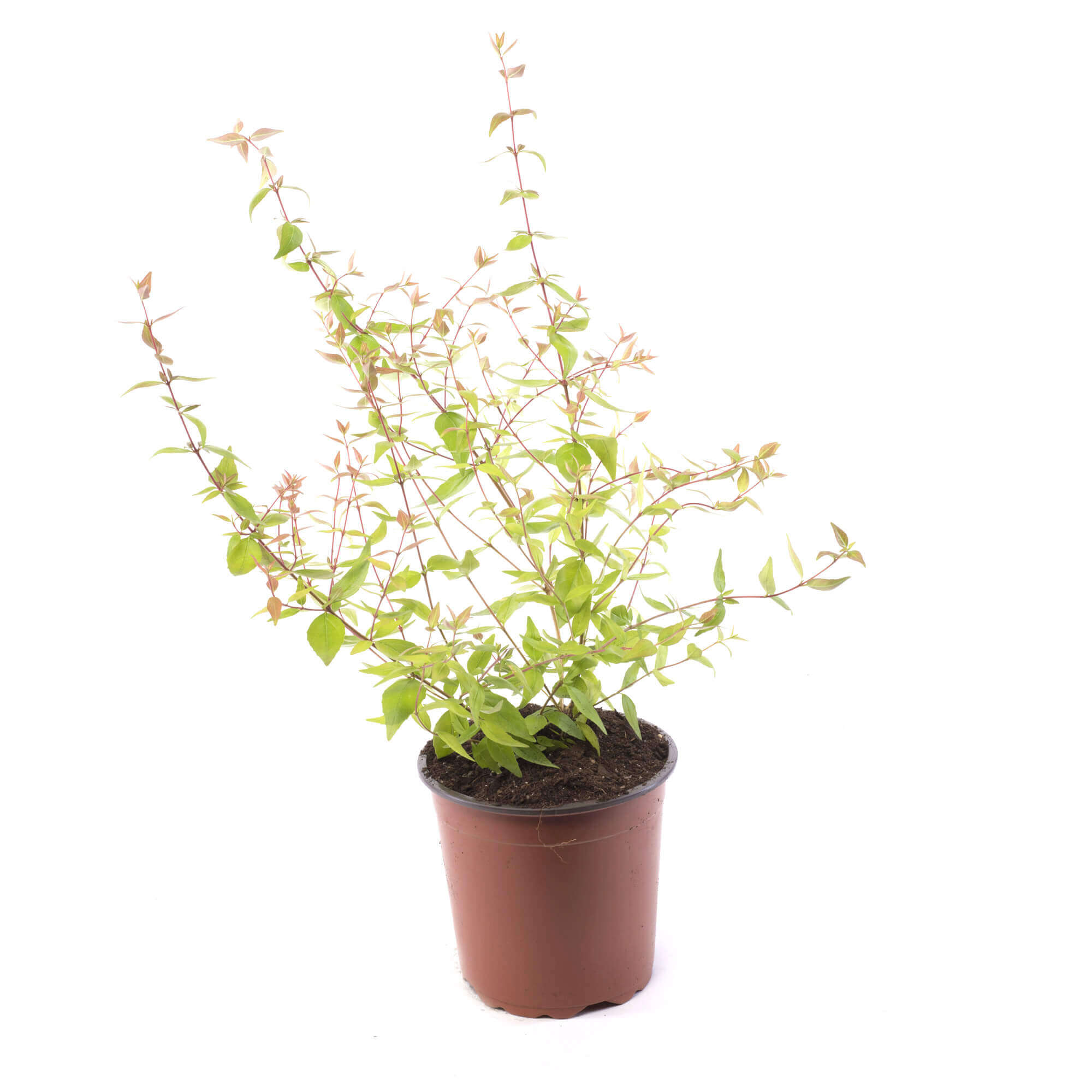 Abelia