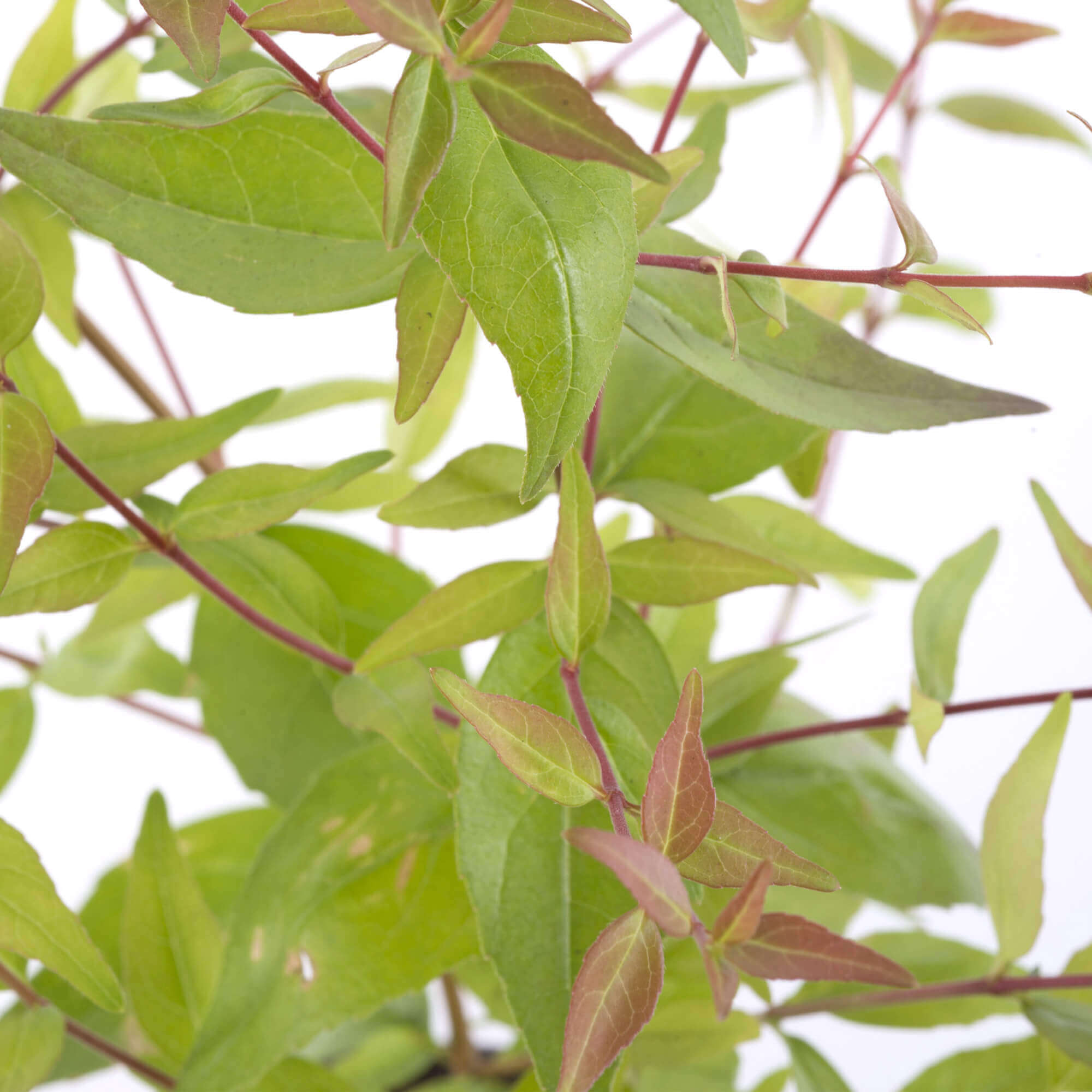 Abelia