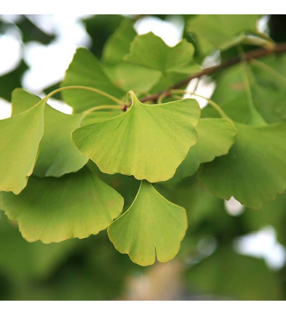 Ginkgo biloba