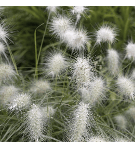 Pennisetum ruppelianum