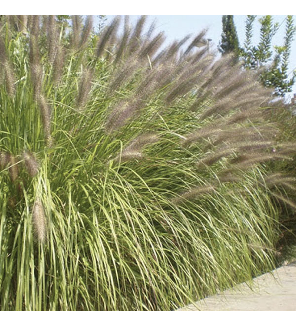 Pennisetum ruppelianum