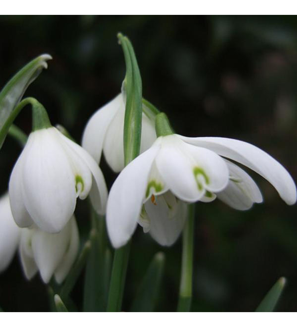 Galanthus