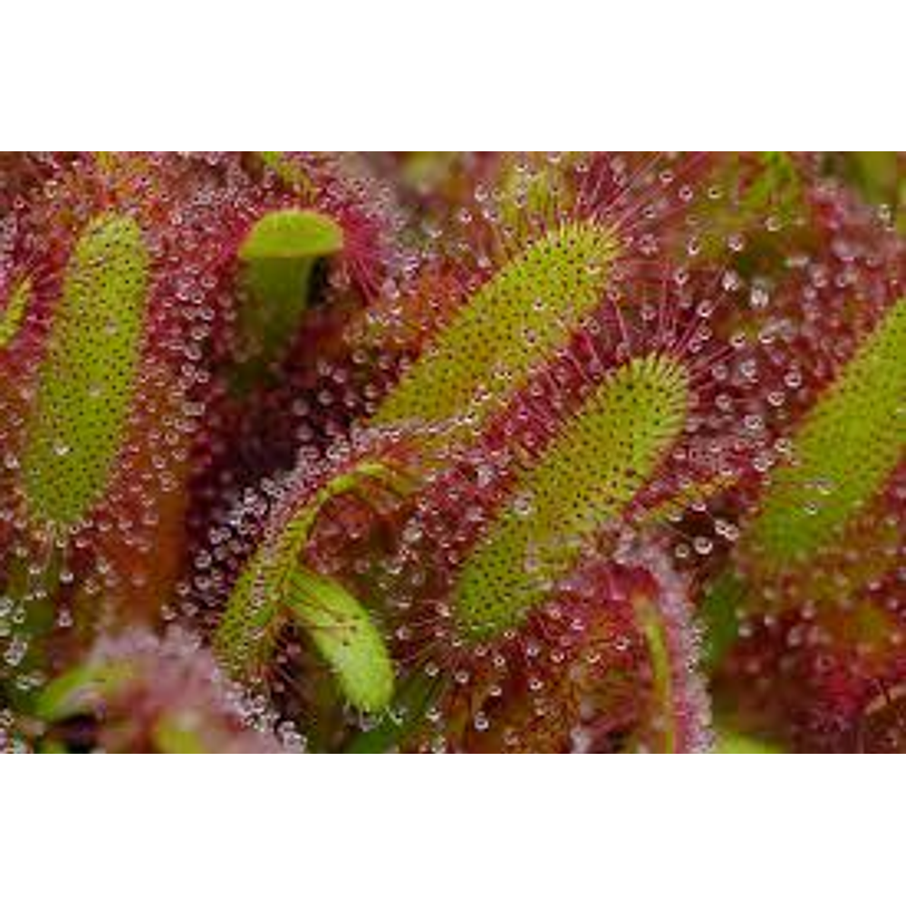 Drosera capensis Broad lead