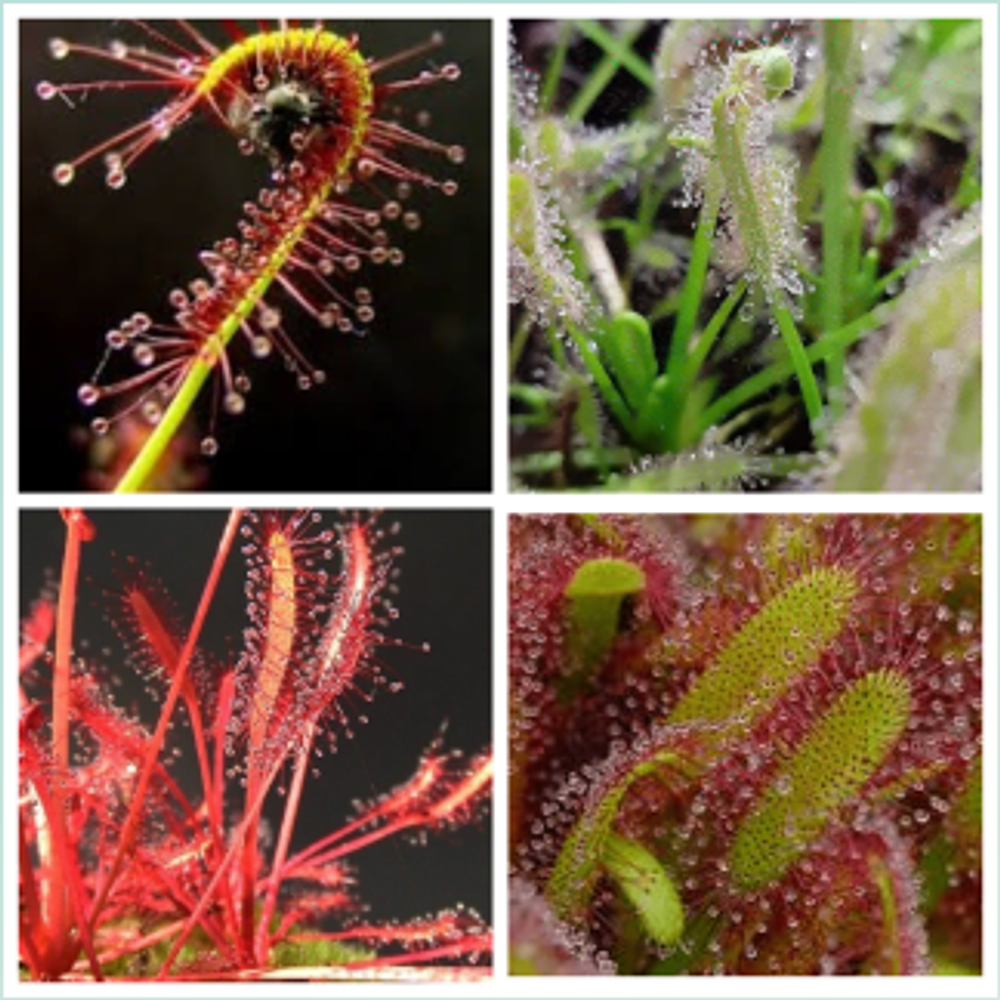 Kit de cultivo - Drosera capensis mix