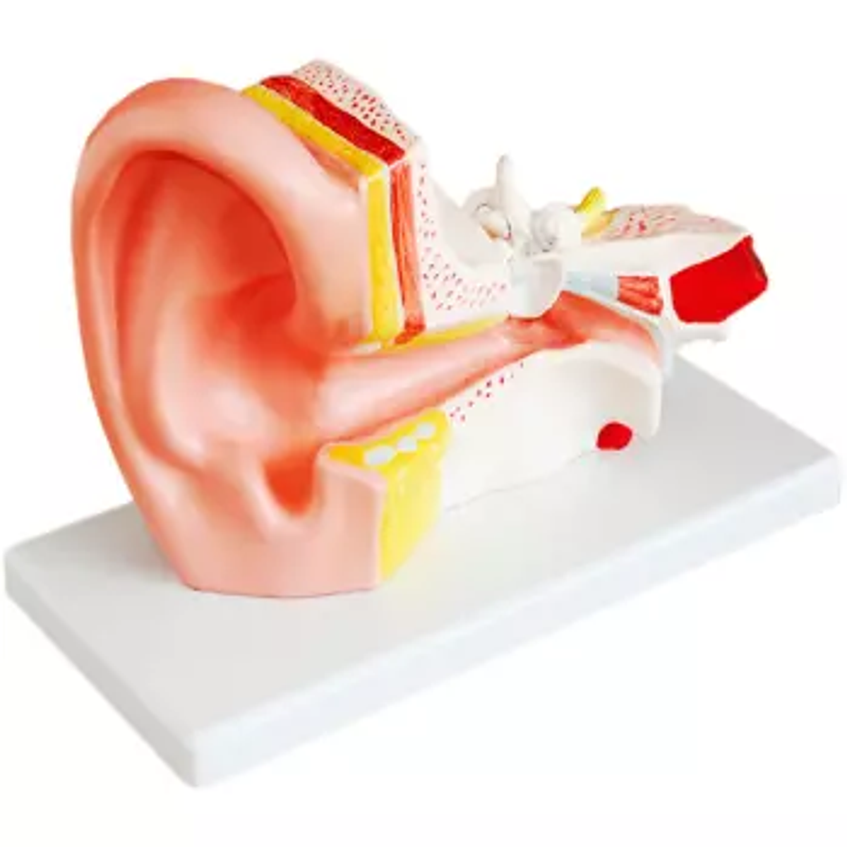 Modelo Oido Completo | La Casa del Arte