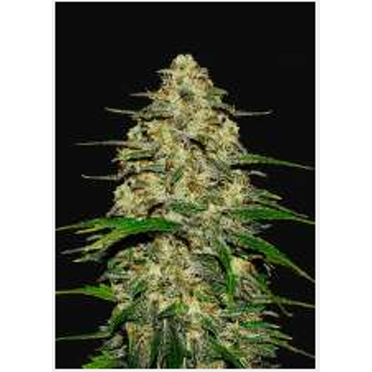 WEDDING CHEESECAKE AUTO X1 FAST BUDS