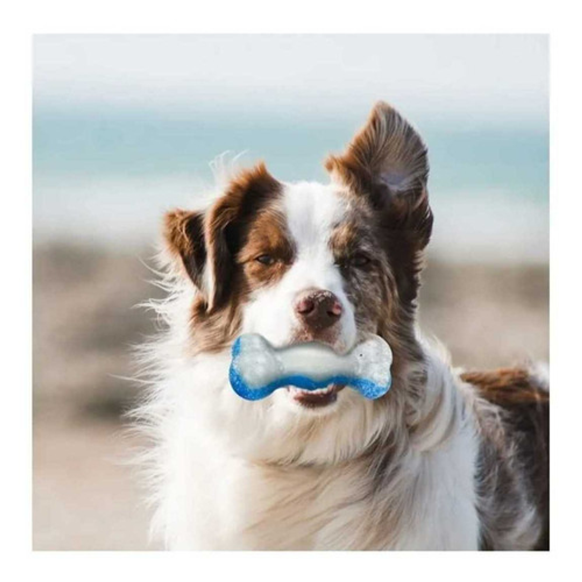 Juguete Ice Hueso Refrescante Para Mascotas Verano CODYSTORE