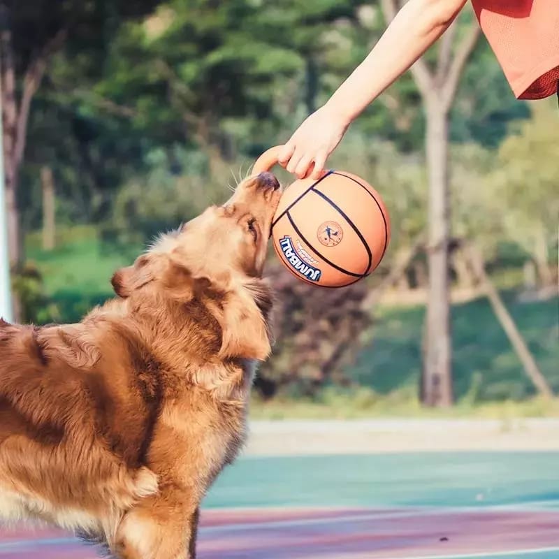 Pelota De Basketball Para Perros Con Mango Gigwi Jumball Cs