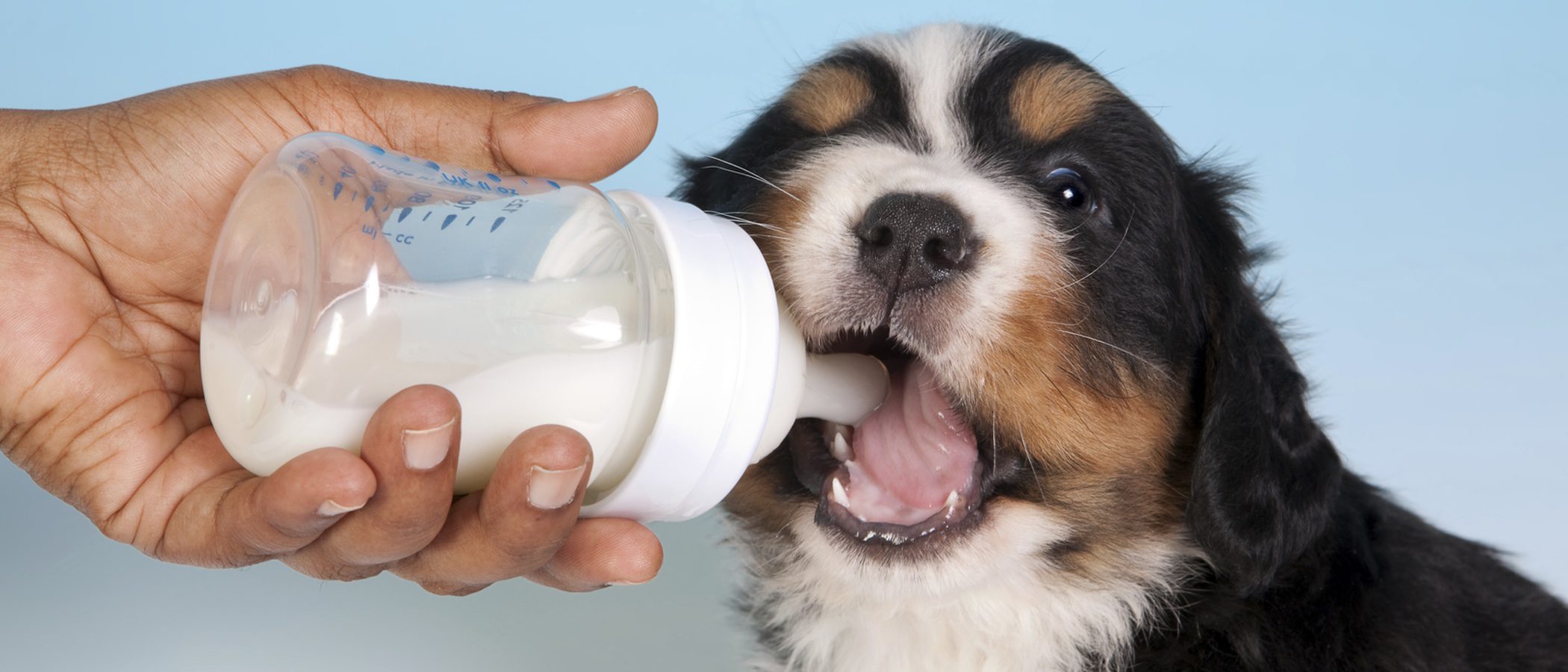 Leche Materna Para Cachorros Perros, Perritos Bebe Iray / Cs