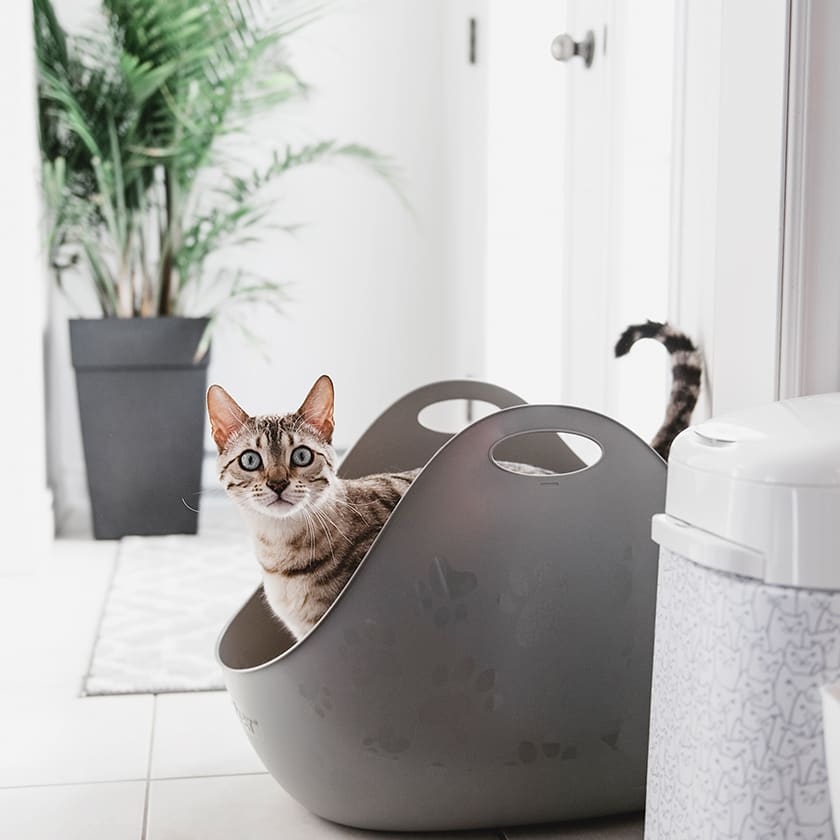 Litter Box Bandeja Sanitaria Gris Con Pala Para Gatos