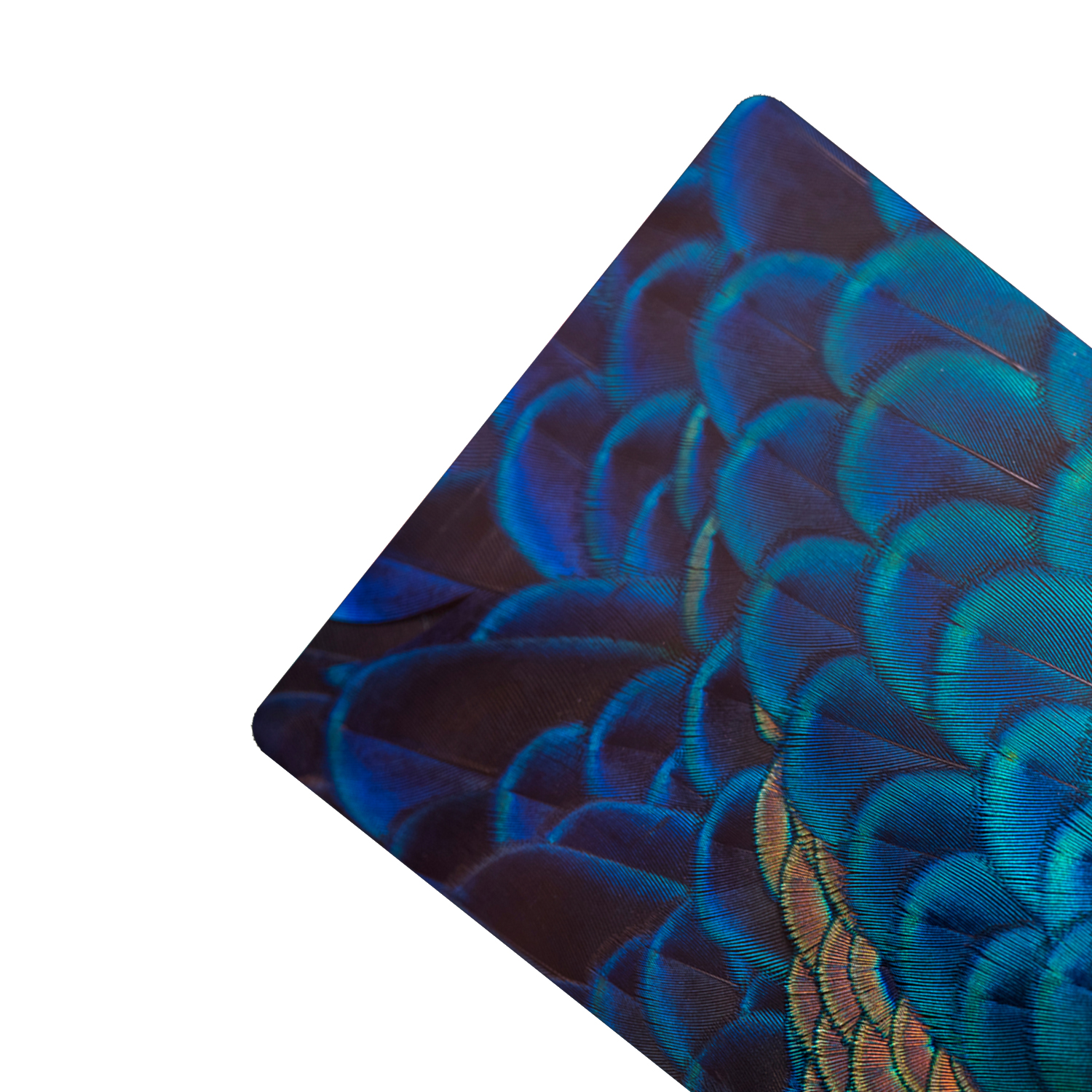 SET DE 6 INDIVIDUALES PLUMAS FAISÁN AZUL