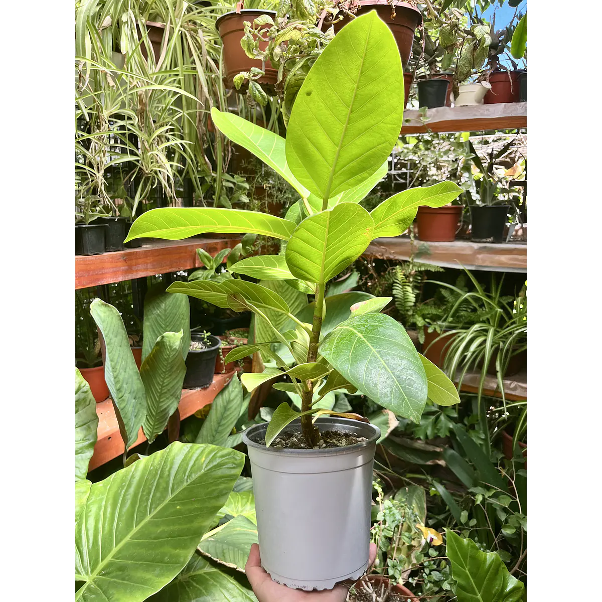 Ficus Benghalensis Gold