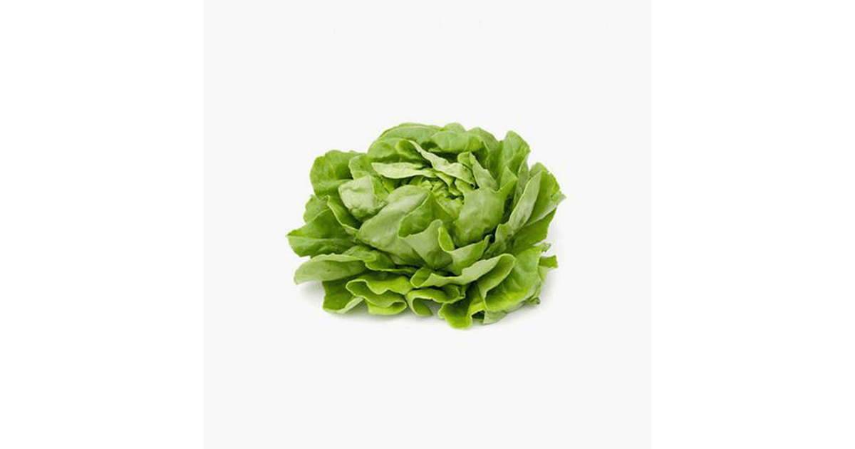 Boston Lettuce