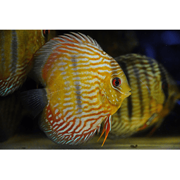 Santarém Discus Plus