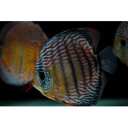 Santarém Discus Plus